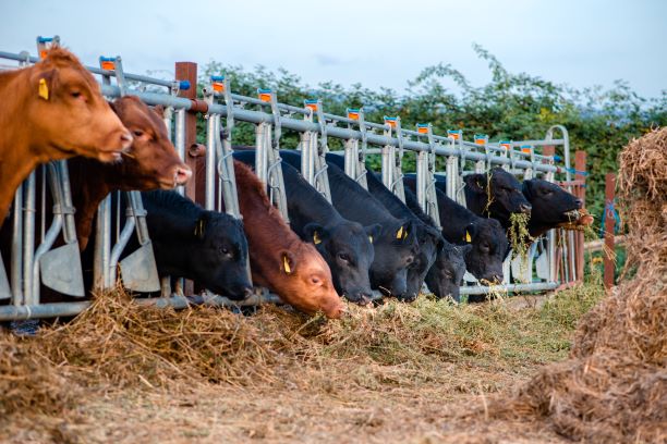 Mezeluri Angus. Ferma noastră